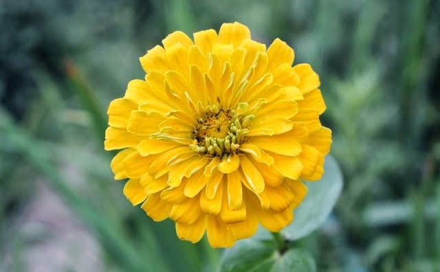 Beautiful Zinnia Flower|http://refreshrose.blogspot.com/