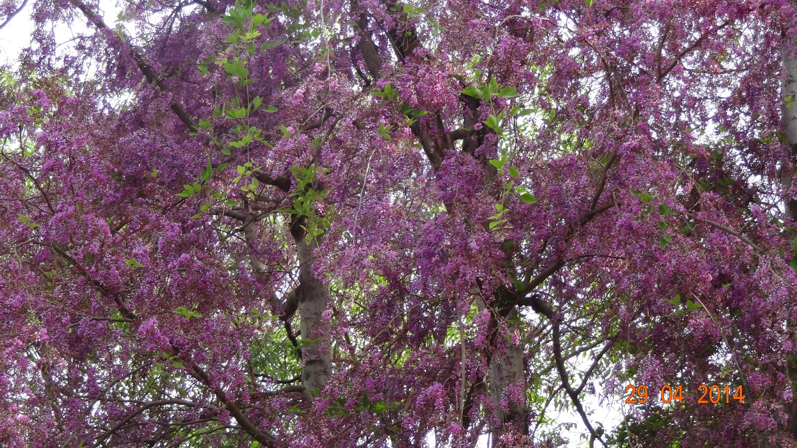 Plants of Lahore - Pakistan: Millettia- Villayti Shishum- Lilac profile