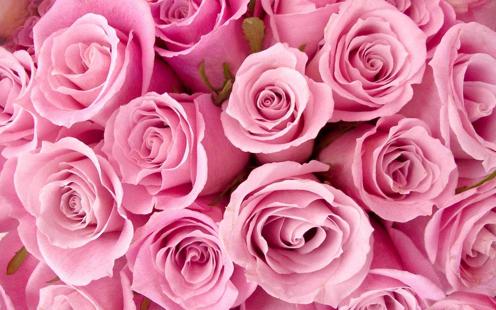 Roze Achtergronden | HD Wallpapers
