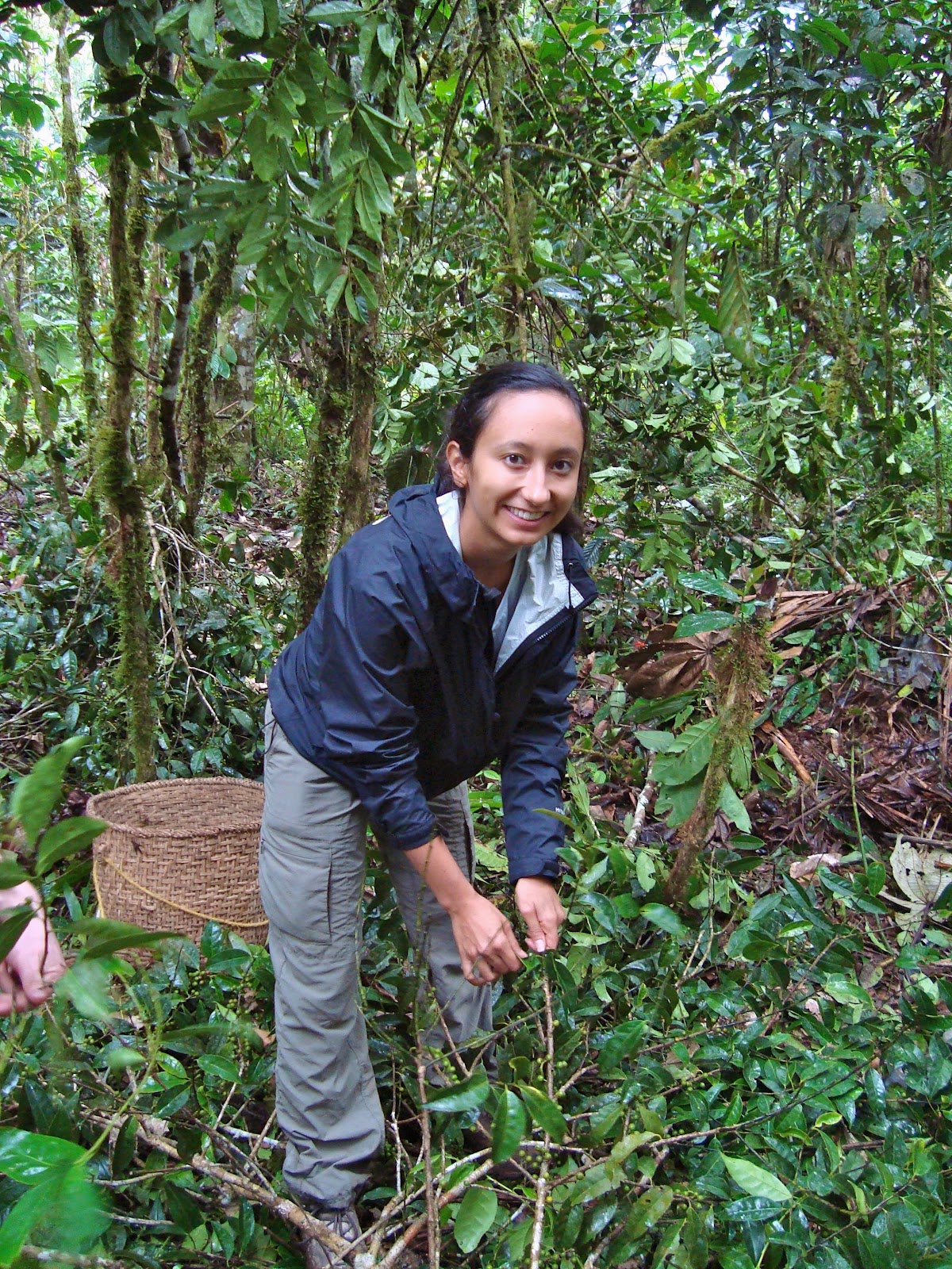Jungle Postcards: La Cosecha de Guayusa (The Guayusa Harvest)