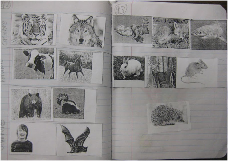 Science Notebooking: Animal Adaptations - Adrienne Teaches