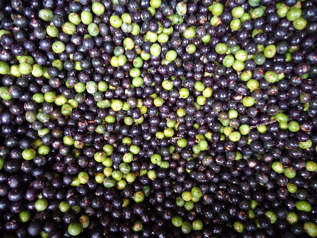 AÇAÍ (Euterpe oleracea Mart.): Sobrevivência alimentar e econômica dos ...