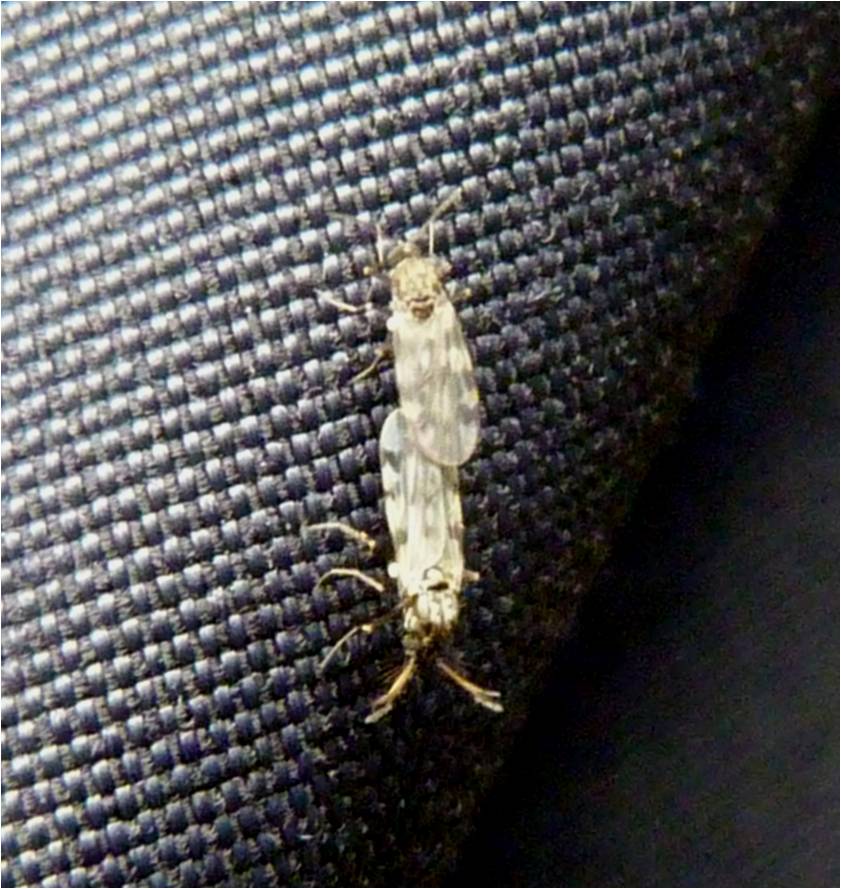 Insects of Scotland: Mosquitoes/Midges/Horseflies