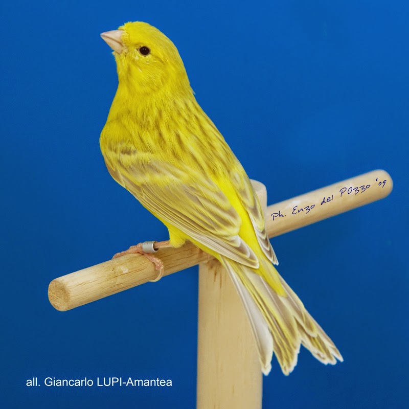 Canarini, gli accoppiamenti consigliati