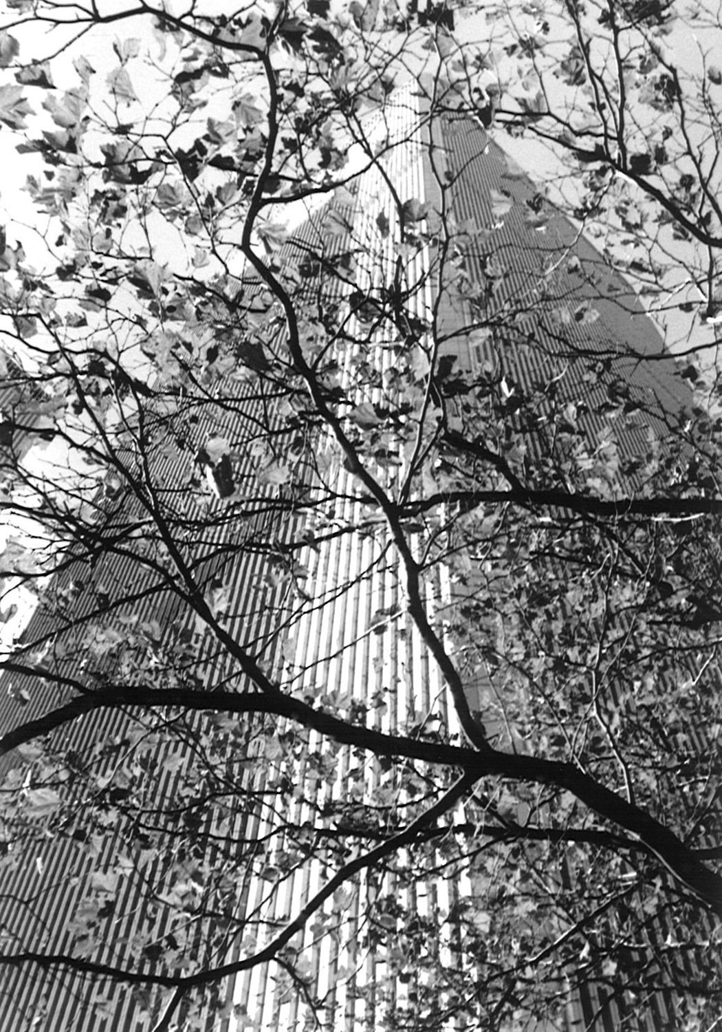 Through the Oculus: In Memoriam