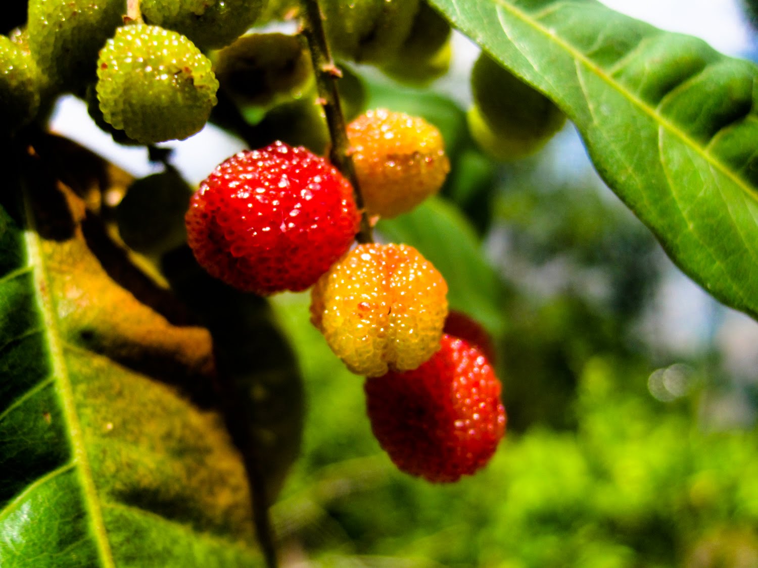 CanvasSnap: Collections of Nepalese Photography and Designs: Kafal