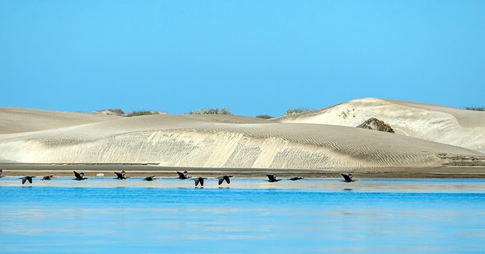 Mundo Ecólogo: Peligran las dunas costeras mexicanas