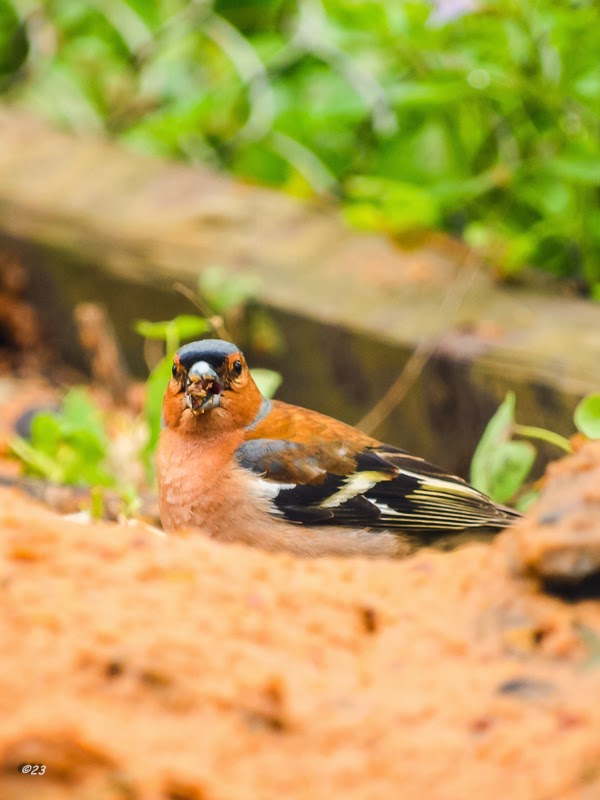 Foto: Cinteza, mascul (Fringilla coelebs)