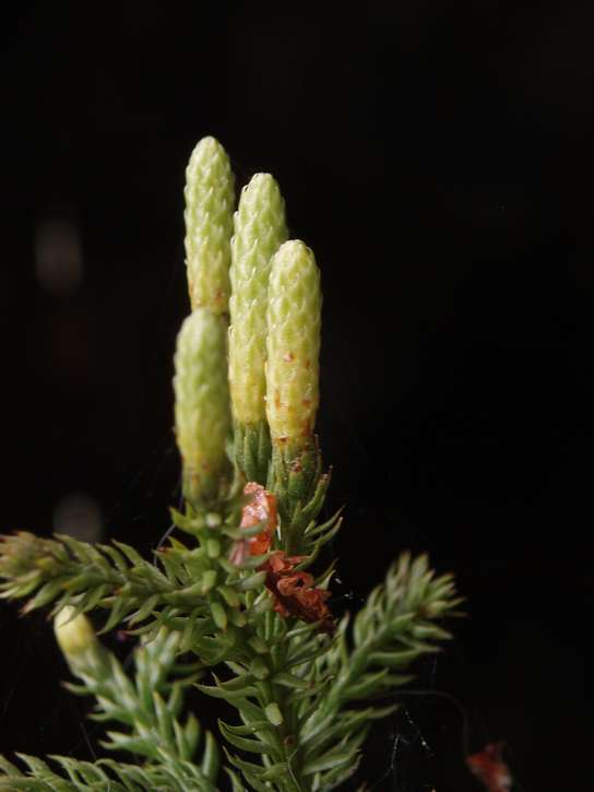 PlantWerkz: Ground Pine - Lycopodium Obscurum