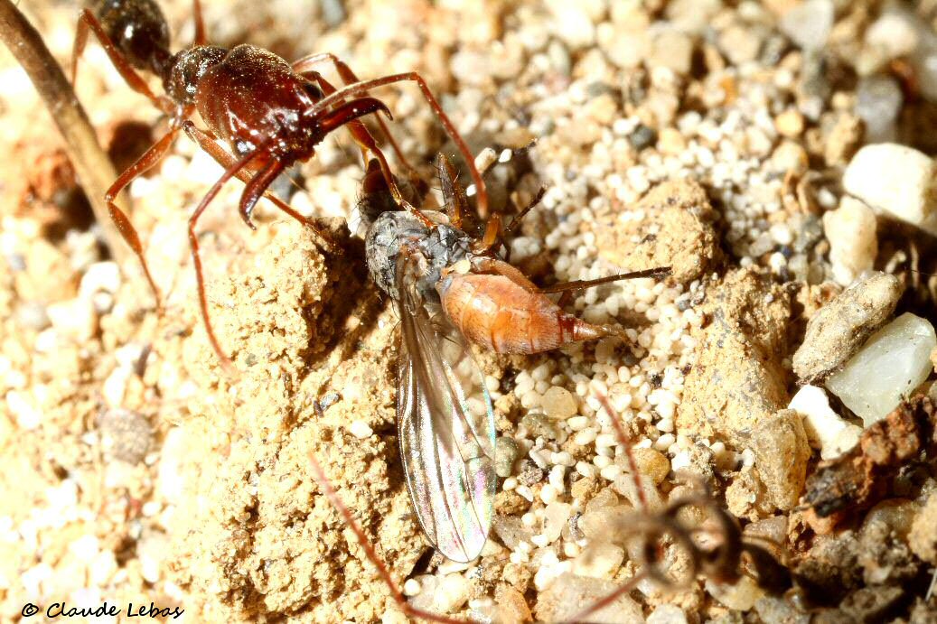 fourmis de Cuba- Hormigas de Cuba- Ants of Cuba: Odontomachus insularis