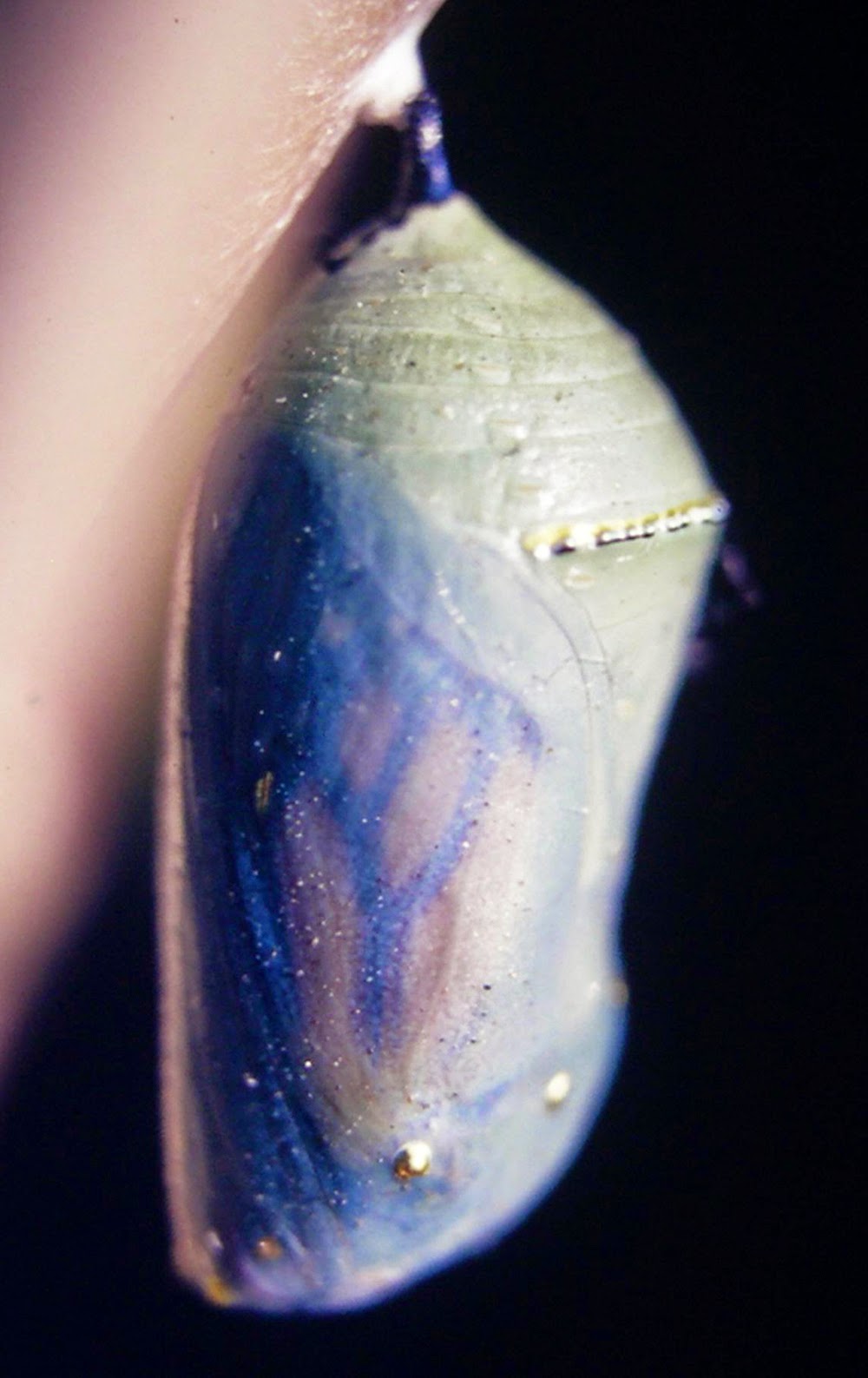 MARIPOSAS (BUTTERFLIES): LA CRISÁLIDA