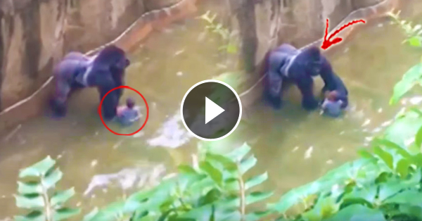 Footage Of Harambe The Gorilla Who Held The Hands Of A Young Boy And ...
