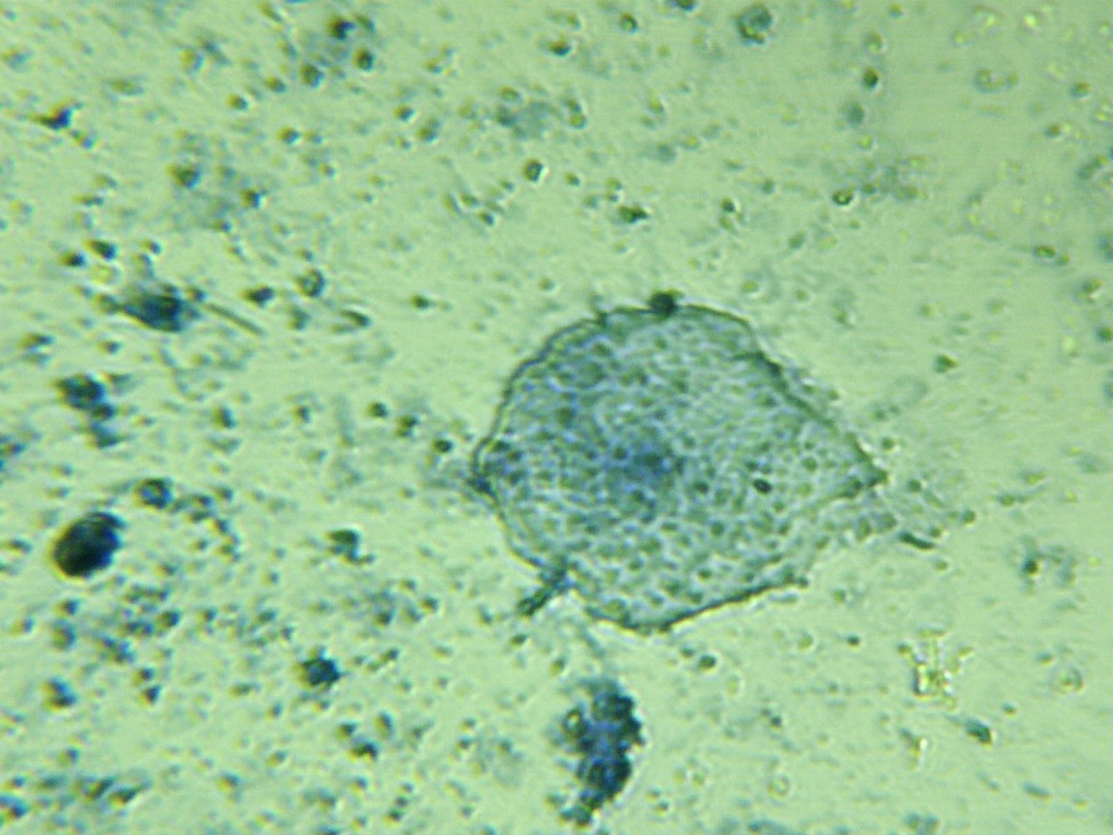 CIENCIAS JPL: CÉLULAS EPITELIO BUCAL