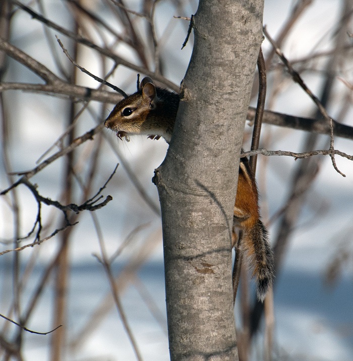 Me, Boomer and The Vermilon River: Pileated Woodpeckers, Wild Mink ...