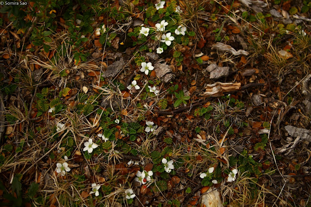 Anasazi Racing: blossoms of the magellanic strawberries