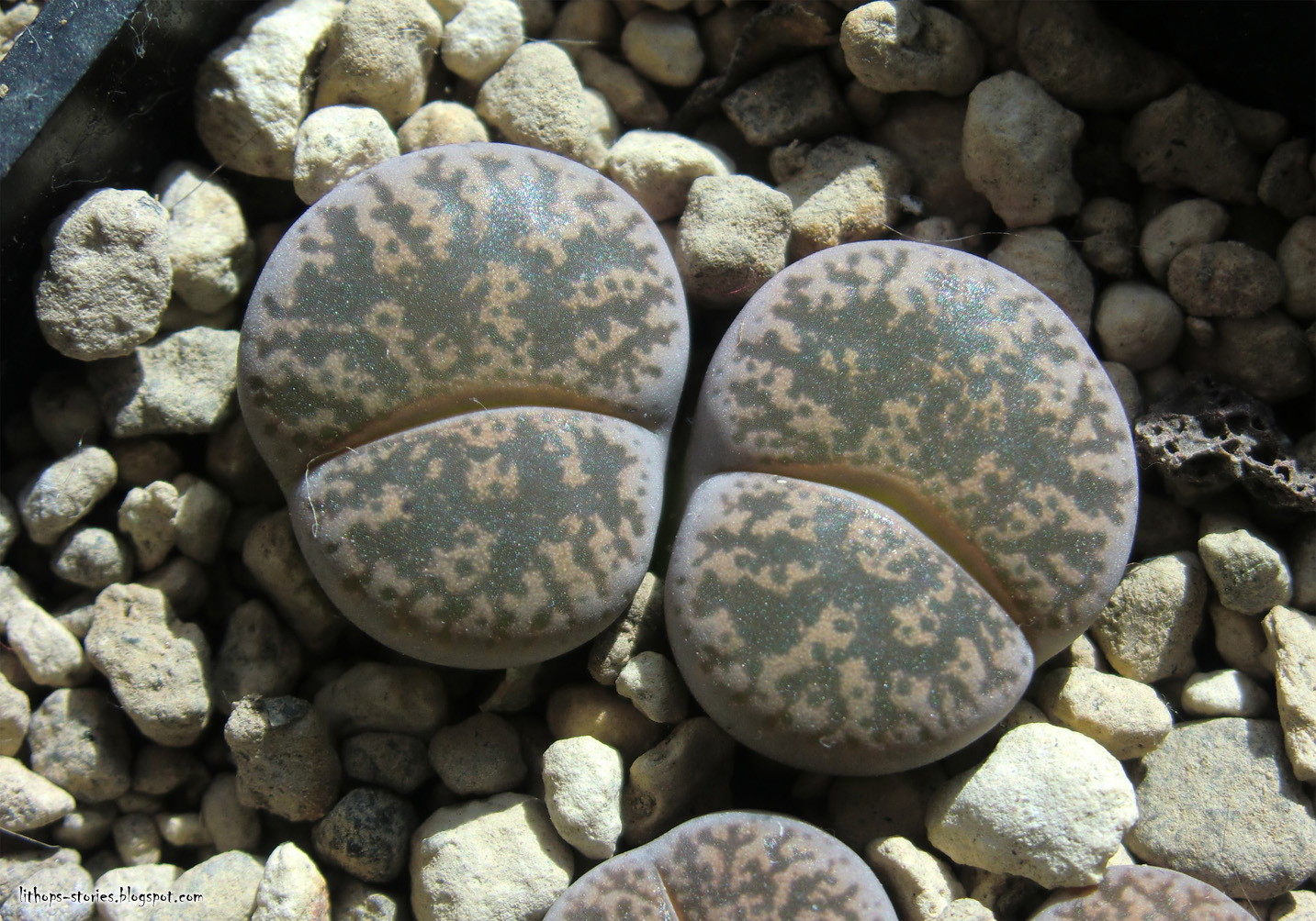 Lithops Stories: May 2017