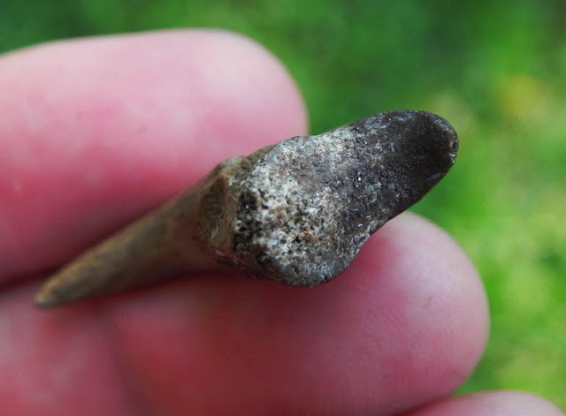 Troodon | The Life of Animals