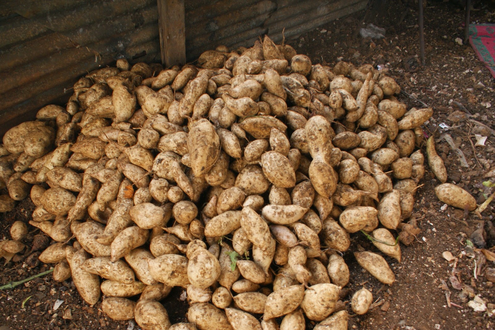 My visit to Tonga: Week 2 in Tonga Monday 15th - Sunday 21st of September.