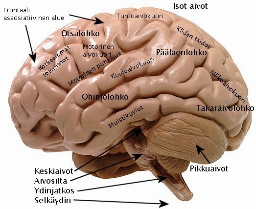 Pääsykoemaraton: Biologia 4 – luku 4: Hermosto
