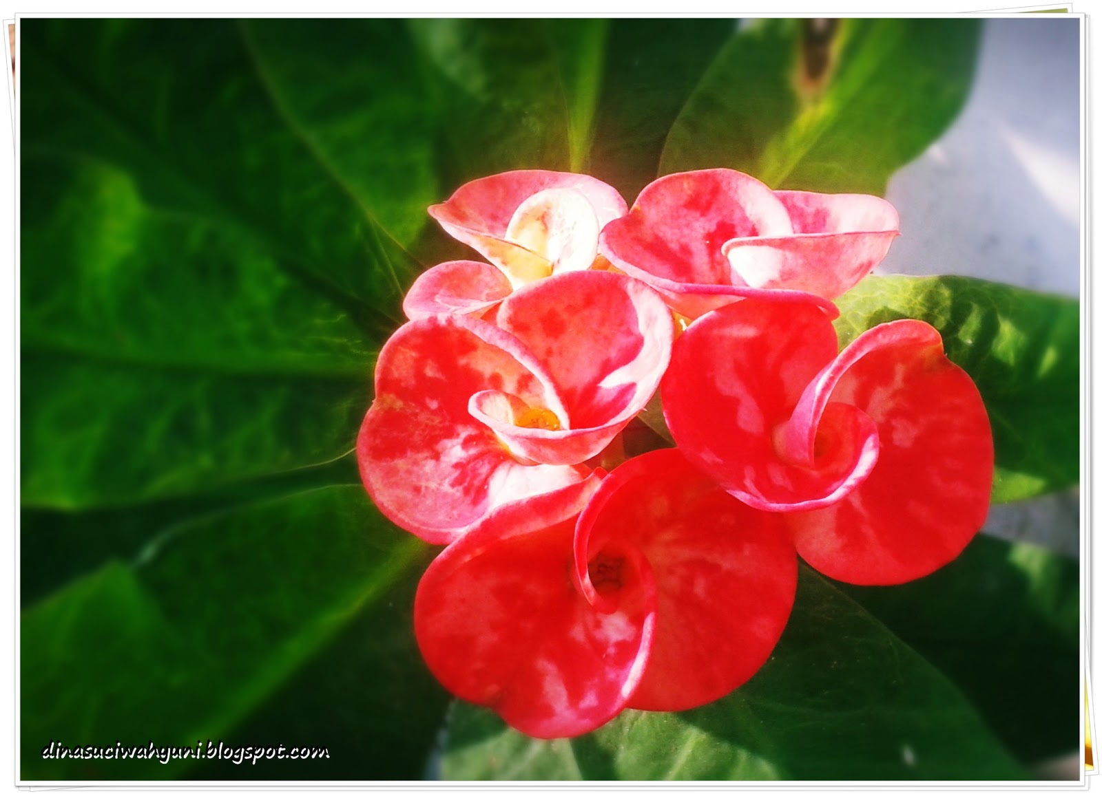 JENIS DAN NAMA - NAMA BUNGA (TANAMAN HIAS " BUNGA CANTIK") | JDSK