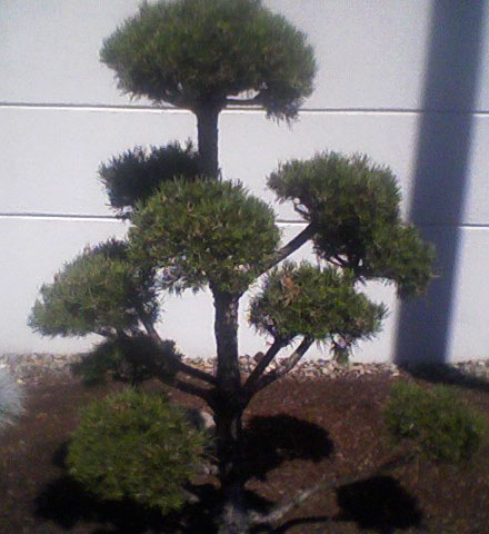 The Poodle Tree Experiment: August 2011