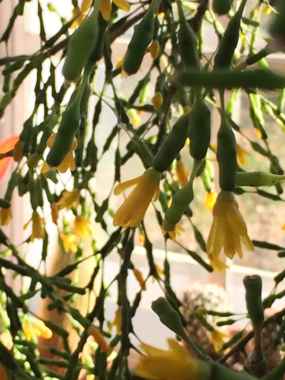 The Phytophactor: Friday Fabulous Flower - Hatoria salicornoides