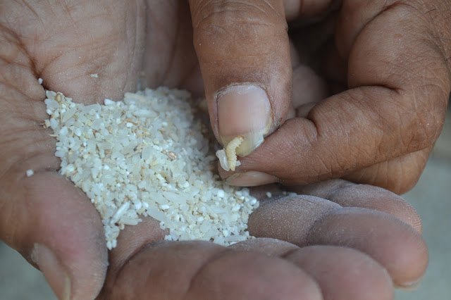 Umpan Paling Jitu Memancing Ikan Mujair