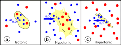 Hypotonic, Hypertonic and Isotonic environments - Your Learning Point