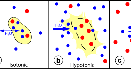 Hypotonic, Hypertonic and Isotonic environments - Your Learning Point