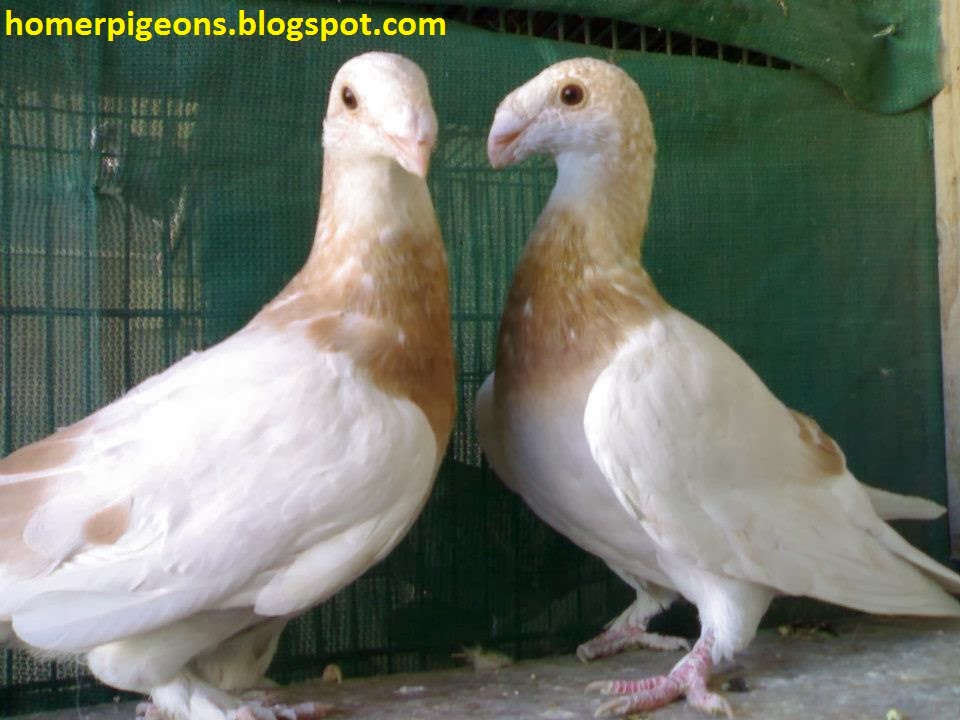 Red Bar German Beauty ~ Homer Racing Pigeons