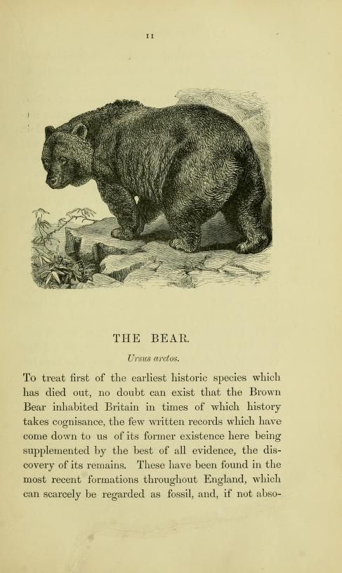 Abe's Animals: 5 British extinct species within the scope of the ...