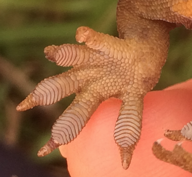 Explore and Discover Nature: Gecko Feet - how do they stick?