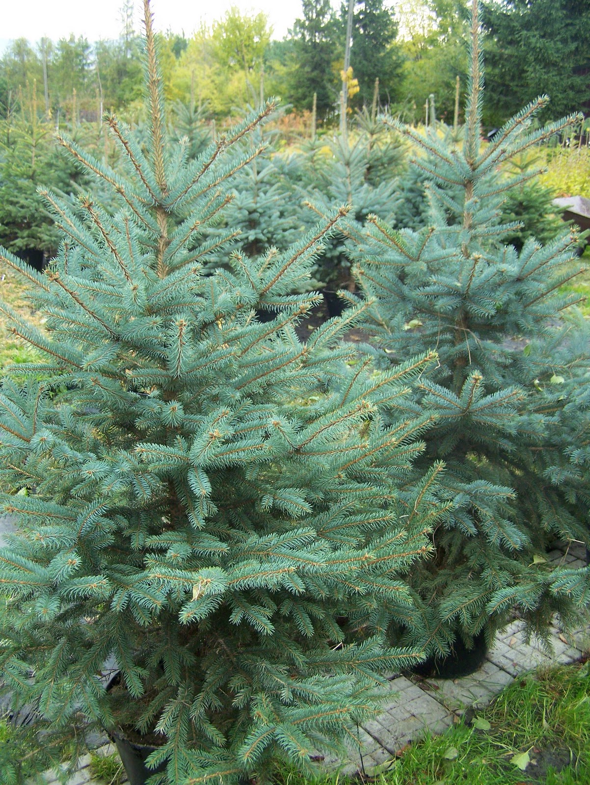 Ogrodniczy Blog: czas na choinki!