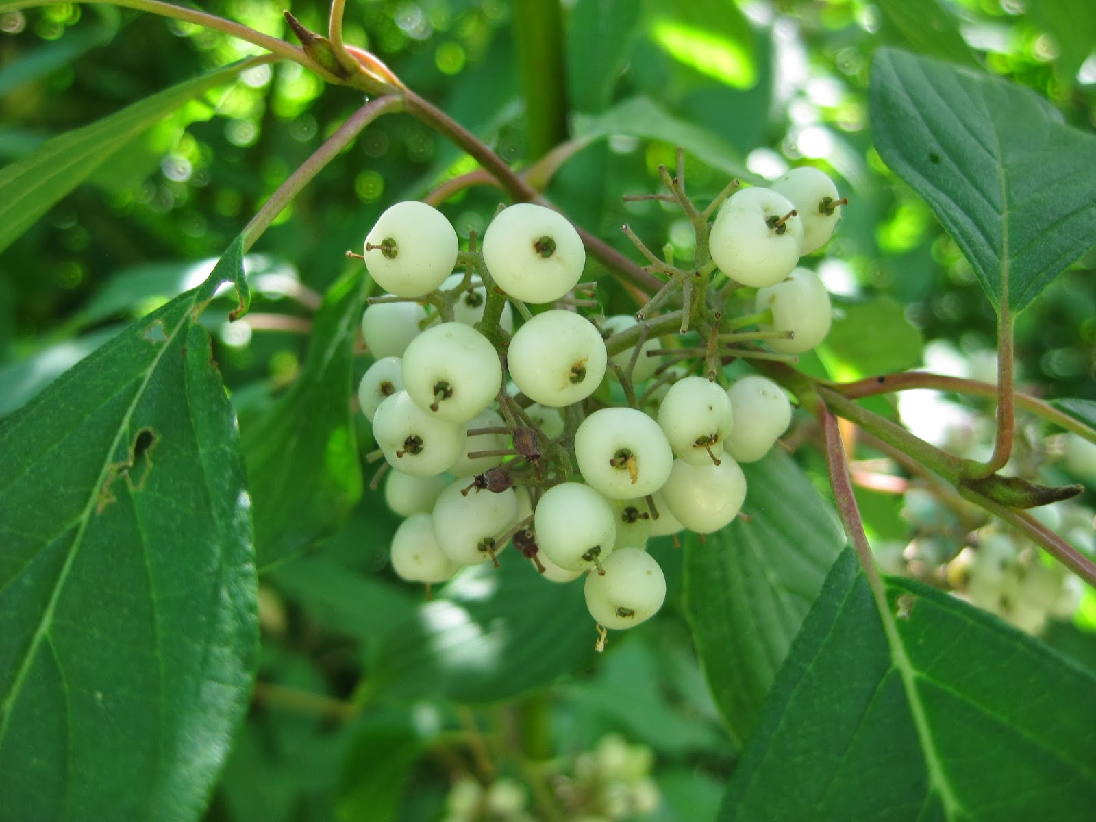 Rotary Botanical Gardens - Hort Blog: Enjoy Berries (And Birds!)