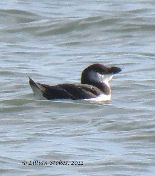 STOKES BIRDING BLOG: Razorbills, Gulf Coast of FL on Sanibel & Captiva