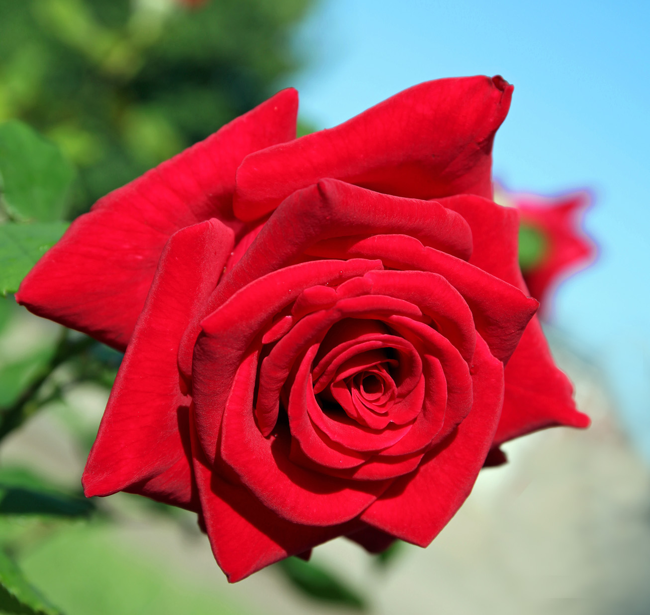 Southern Lagniappe: In the Rose Garden