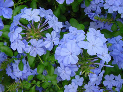 Home And Garden : Plumbago auriculata