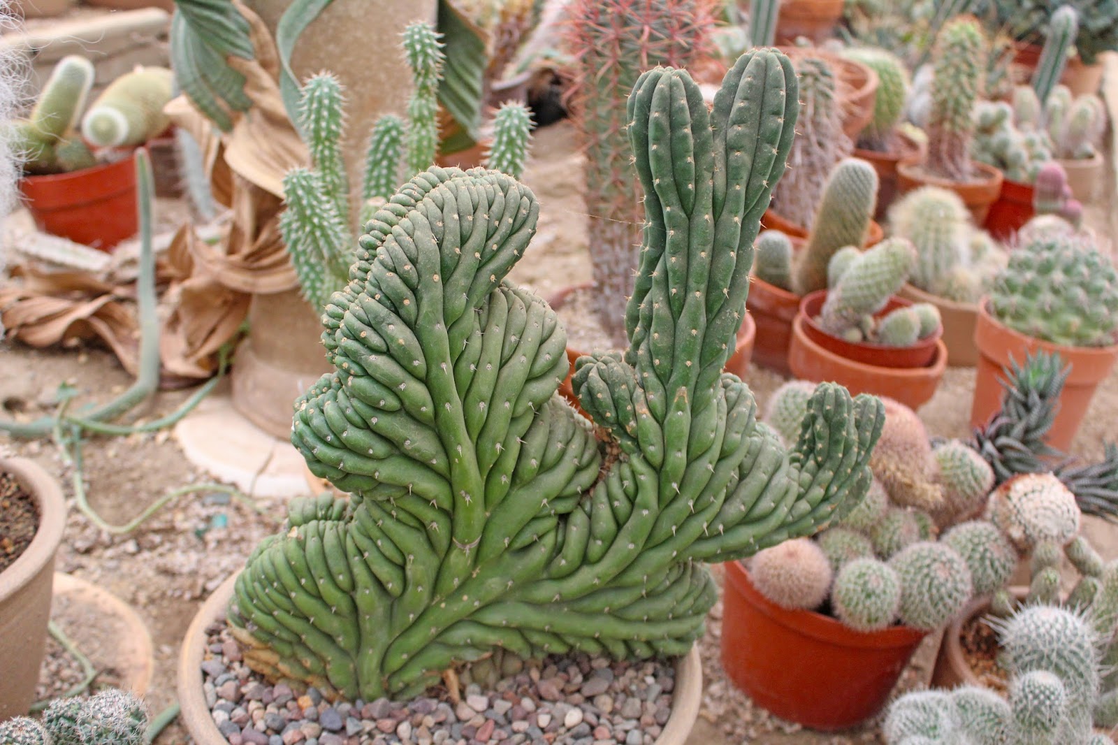 Making Restorations: cactarium