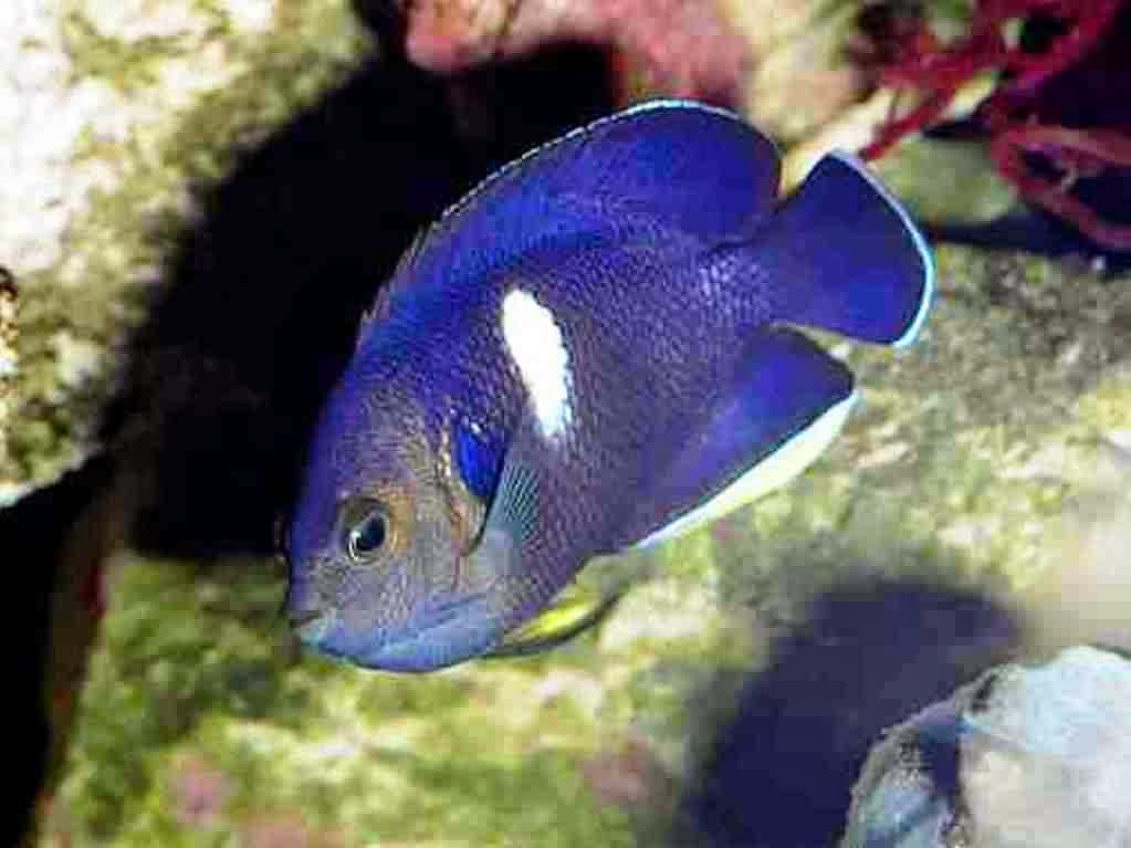 Angelfish - Ikan Angel