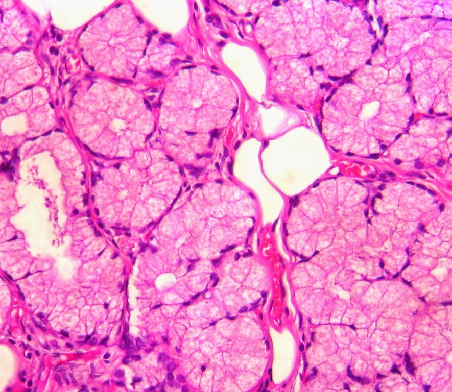 GASTROINTESTINAL AND LIVER HISTOLOGY PATHOLOGY ATLAS: August 2014
