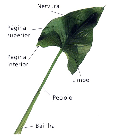 Mentes Irrequietas: Sopa de letras Irrequieta- Caracteristicas das plantas