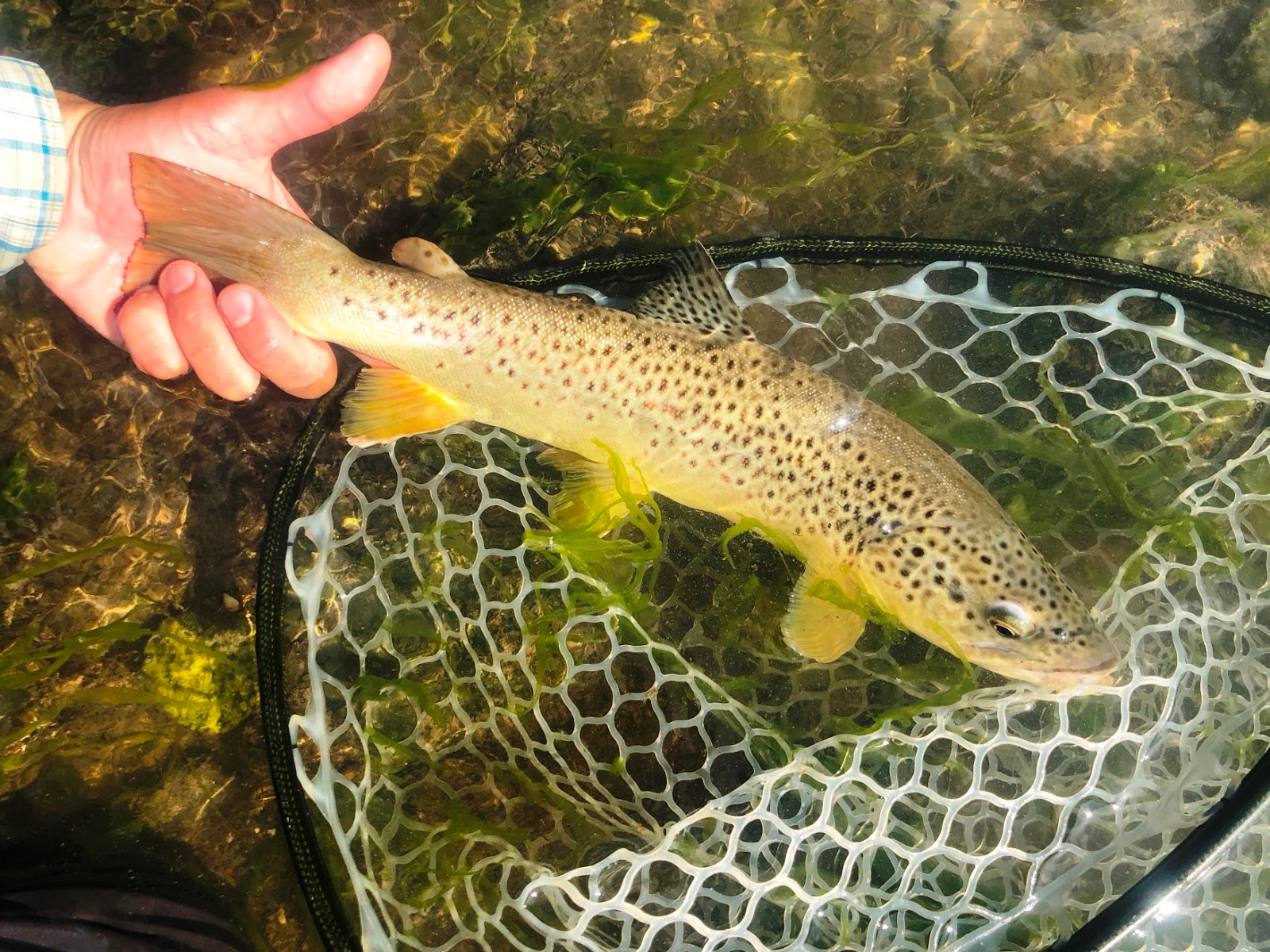 Mountains, Rivers, & Trout - Japanese Edition: 2018