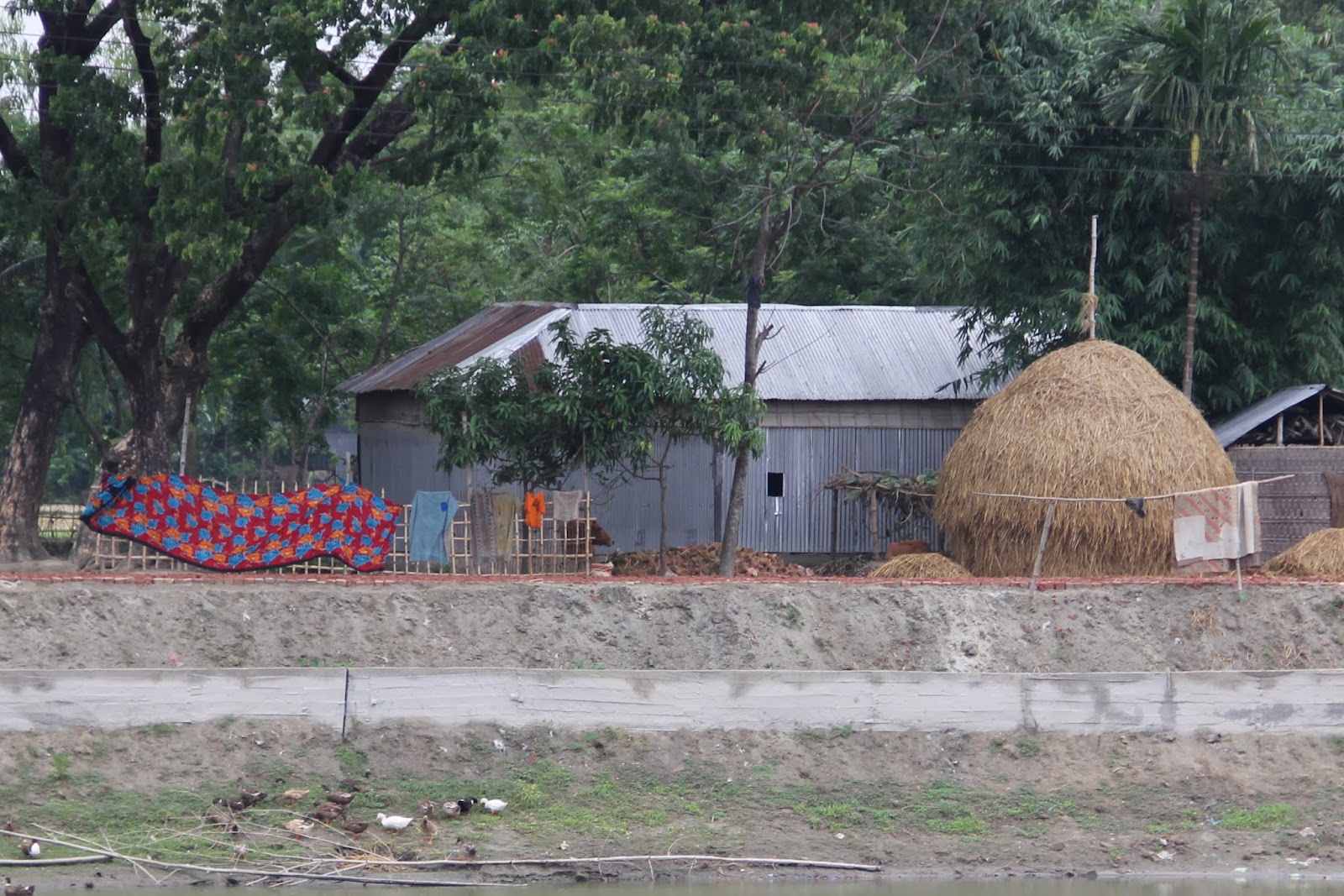 Bideshi Adventures in Bangladesh: Walks in Gaibandha