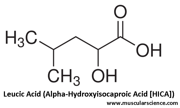 Leucic Acid (Alpha-Hydroxyisocaproic Acid [HICA]) | Muscular Science