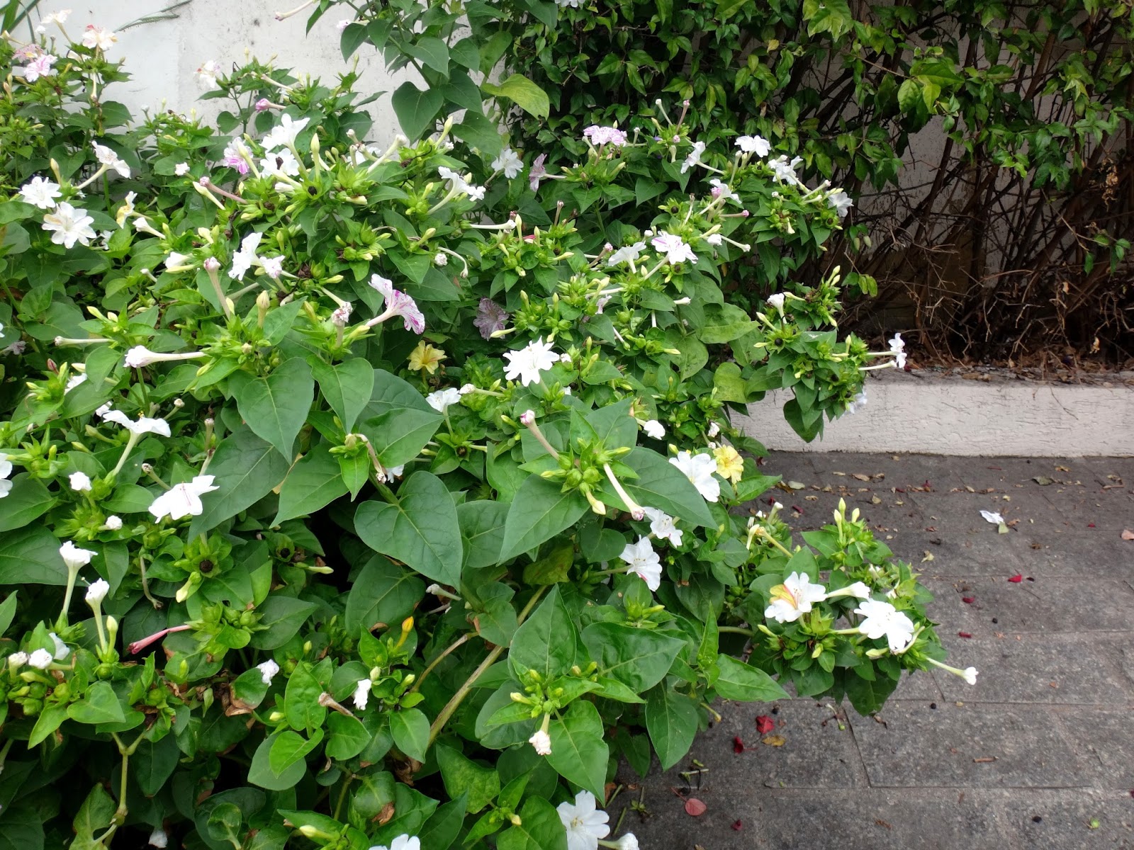 Uma flor por dia: Maravilha