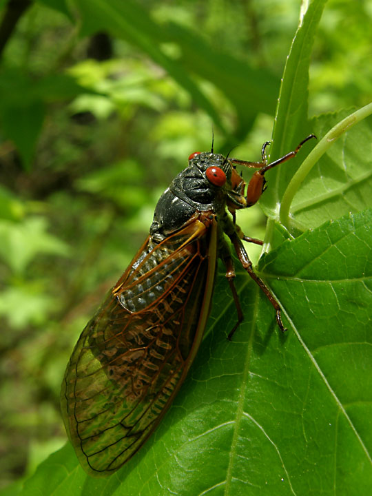 Anybody Seen My Focus?: Periodical Cicada (Magicicada tredecim)