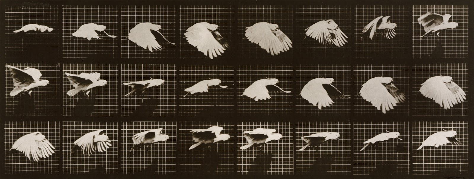 Los Grandes Fotografos: Eadweard Muybridge (1830-1904)