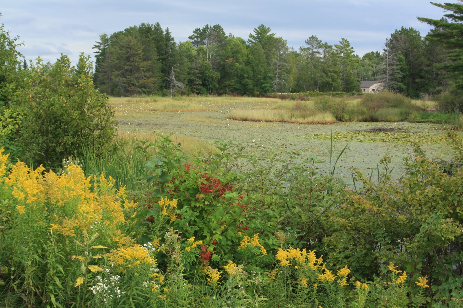 Nomadic Newfies: Seney National Wildlife Refuge