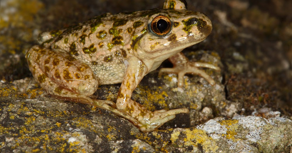 Miradas Cantábricas: Sapillo moteado común (Pelodytes punctatus)