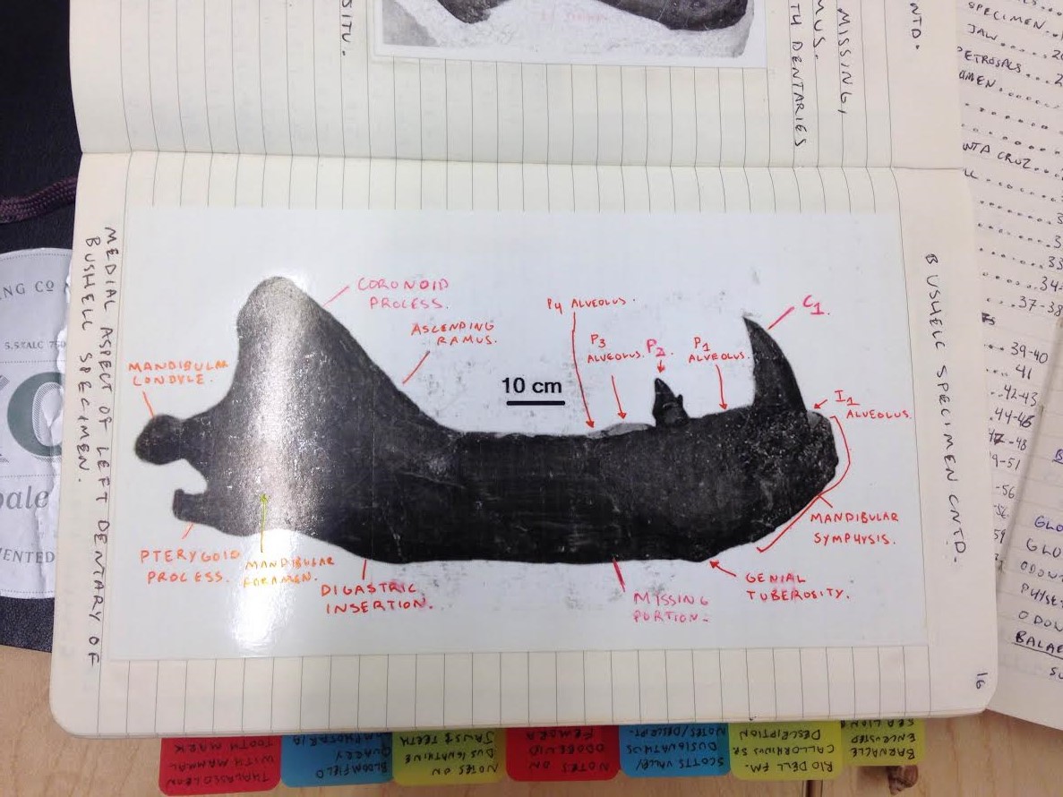 The Coastal Paleontologist: Paleontological research tips IV: the art ...